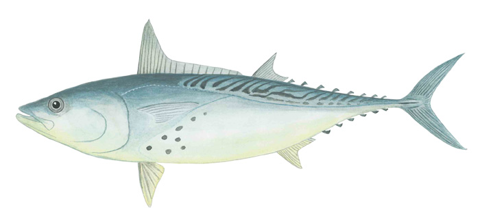 리틀투니(Little tunny). Euthynnus alletteratus(Rafinesque, 1810)