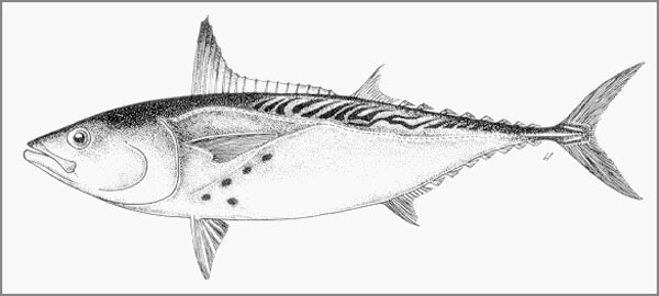 리틀투니(Little tunny). Euthynnus alletteratus(Rafinesque, 1810)