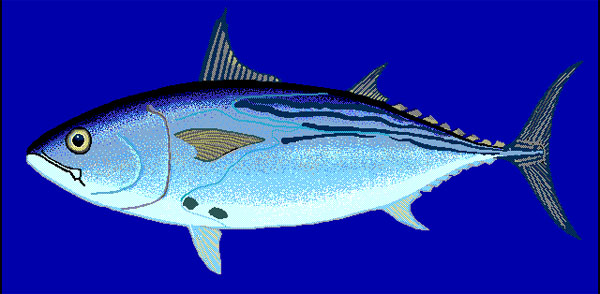 블랙 스킵잭(Black skipjack). Euthynnus lineatus(Kishinouye, 1920)