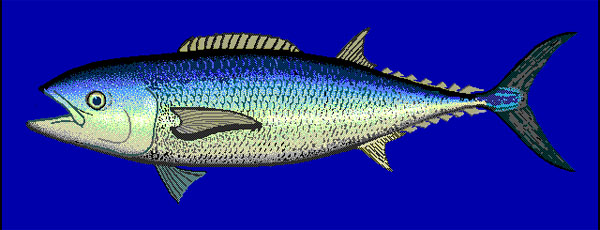 버터플라이 킹피시(Butterfly kingfish). Gasterochisma melampus(Richardson, 1845)