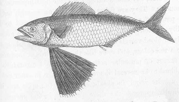 버터플라이 킹피시(Butterfly kingfish). Gasterochisma melampus(Richardson, 1845)
