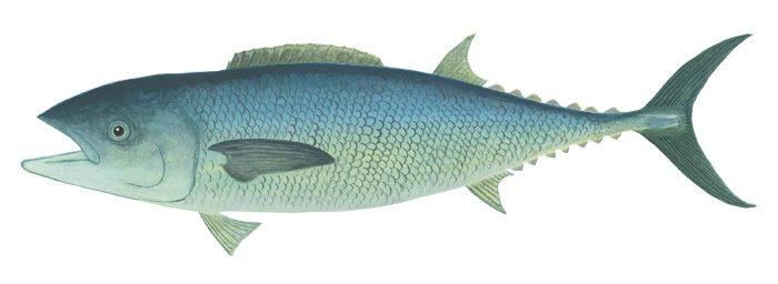 버터플라이 킹피시(Butterfly kingfish). Gasterochisma melampus(Richardson, 1845)