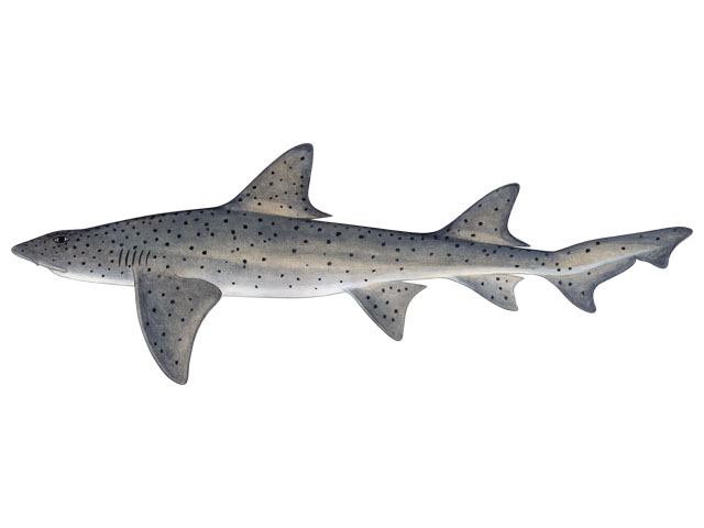 샤프투스 하운드샤크(Sharptooth houndshark)