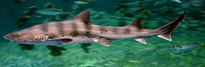 까치상어 (Banded-houndshark)