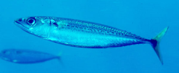 망치고등어(Blue mackerel). Scomber australasicus(Cuvier, 1832)