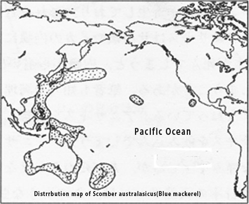 망치고등어(Blue mackerel). Scomber australasicus(Cuvier, 1832)