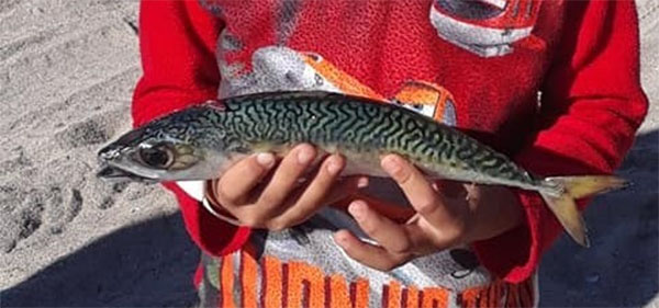 고등어(Chub mackerel). Scomber japonicus(Houttuyn, 1782)