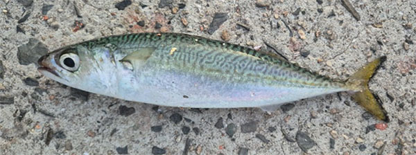 고등어(Chub mackerel). Scomber japonicus(Houttuyn, 1782)