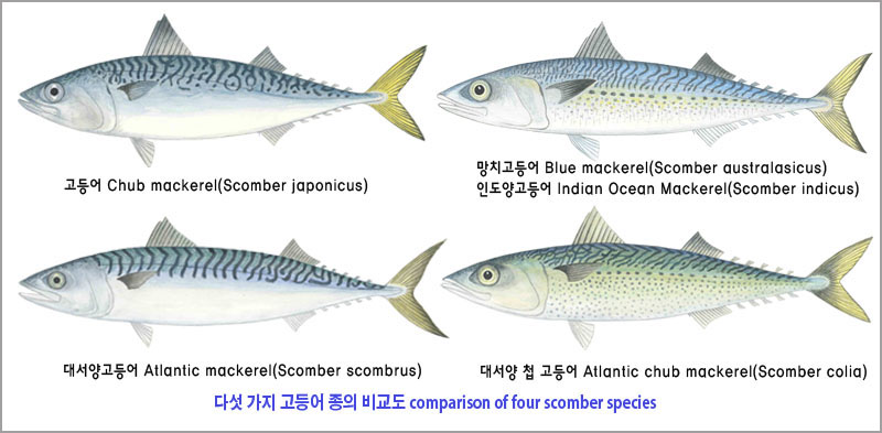 고등어(Chub mackerel). Scomber japonicus(Houttuyn, 1782)