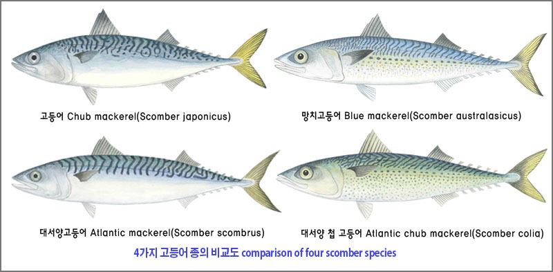 대서양고등어(Atlantic mackerel). Scomber scombrus(Linnaeus, 1758)
