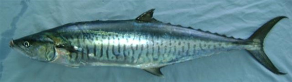 동갈삼치(Narrow-barred Spanish mackerel). Scomberomorus commerson(Lacepède ...
