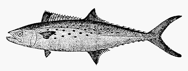 어틀랜틱 스페니시 맥커럴(Atlantic Spanish mackerel). Scomberomorus maculatus ...