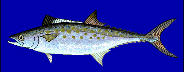 어틀랜틱 스페니시 맥커럴(Atlantic Spanish mackerel). Scomberomorus maculatus ...