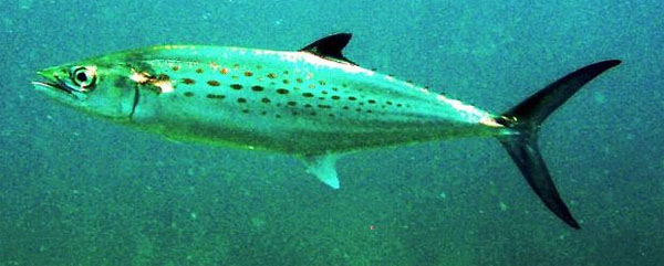 어틀랜틱 스페니시 맥커럴(Atlantic Spanish mackerel). Scomberomorus maculatus ...