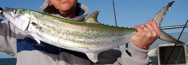 어틀랜틱 스페니시 맥커럴(Atlantic Spanish mackerel). Scomberomorus maculatus ...