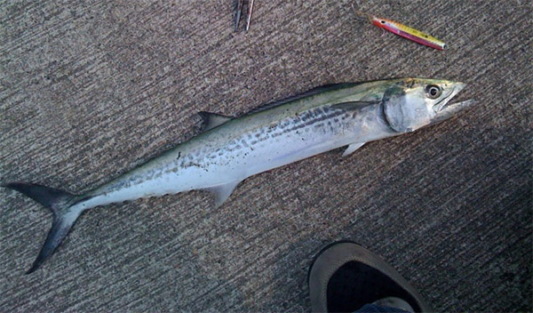 삼치(Japanese Spanish mackerel). Scomberomorus niphonius(Cuvier, 1832)
