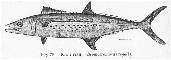 세로(Cero). Scomberomorus regalis(Bloch, 1793)