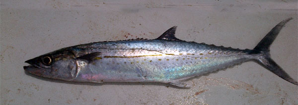 세로(Cero). Scomberomorus regalis(Bloch, 1793)
