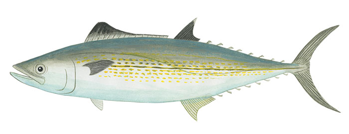세로(Cero). Scomberomorus regalis(Bloch, 1793)