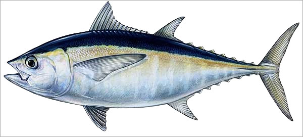 블랙핀투나(Blackfin tuna). Thunnus atlanticus(Lesson, 1831)