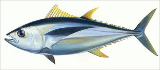 눈다랑어(Bigeye tuna). Thunnus obesus(Lowe, 1839)