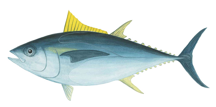 눈다랑어(Bigeye tuna). Thunnus obesus(Lowe, 1839)