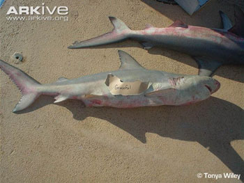 그레이스풀 샤크(Graceful shark)