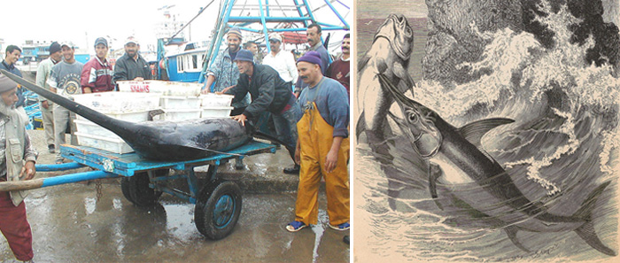 농어목 황새치과(Family Xiphiidae; Swordfish/스워드피쉬)