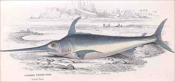 황새치(Swordfish). Xiphias gladius(Linnaeus, 1758)