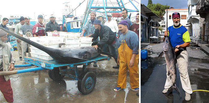 황새치(Swordfish). Xiphias gladius(Linnaeus, 1758)