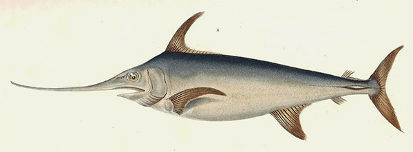 황새치(Swordfish). Xiphias gladius(Linnaeus, 1758)