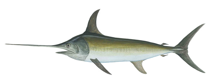 황새치(Swordfish). Xiphias gladius(Linnaeus, 1758)