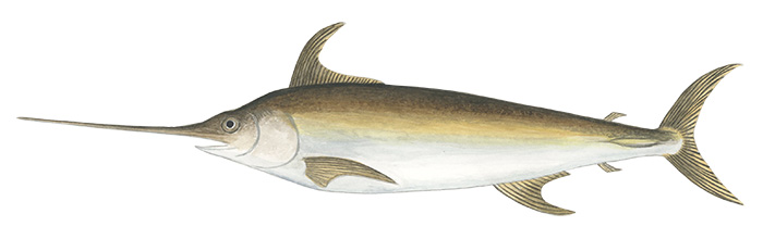 황새치(Swordfish). Xiphias gladius(Linnaeus, 1758)