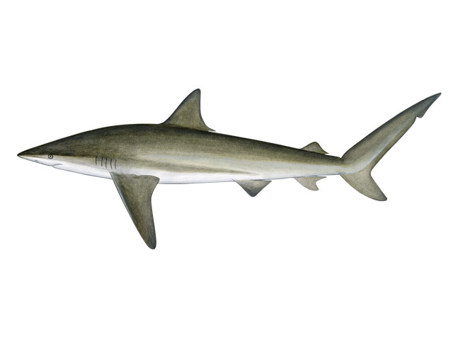 무태상어(Copper shark)