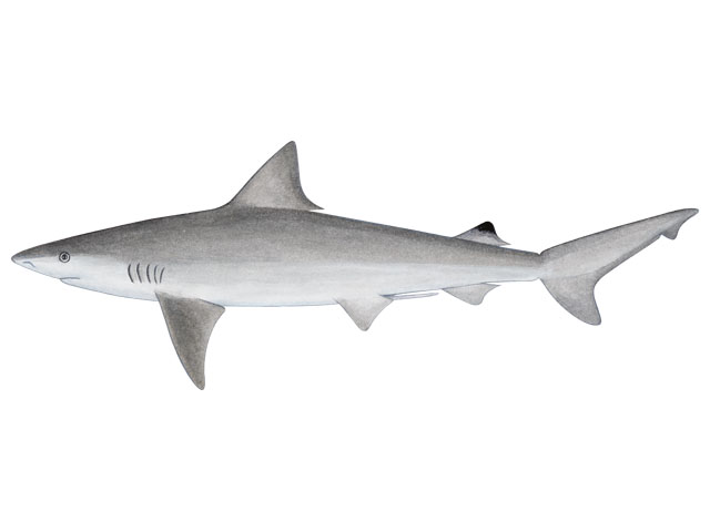 흰뺨상어(Whitecheek shark)