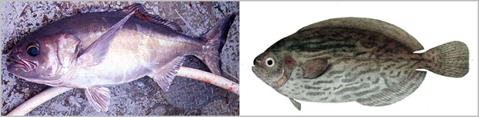 농어목 샛돔과(Family Centrolophidae; Medusafishes/해파리고기)