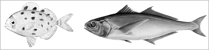 농어목 노메치과(Family Nomeidae; Driftfishes; 드리프트피시)