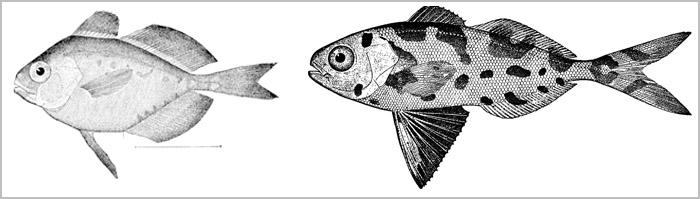 농어목 노메치과(Family Nomeidae; Driftfishes; 드리프트피시)