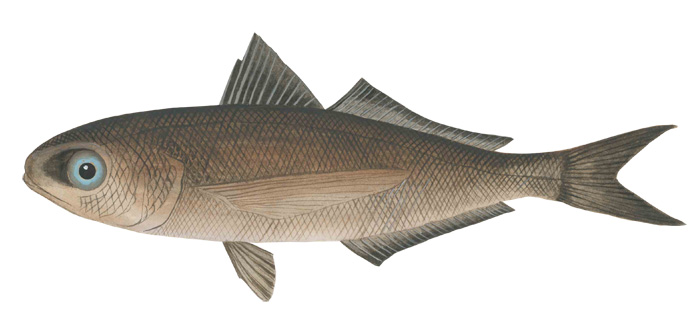 블랙팻헤드(Black fathead). Cubiceps baxteri(McCulloch, 1923)