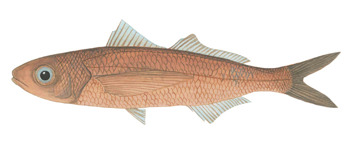 빅아이 시가피시(Bigeye cigarfish). Cubiceps pauciradiatus(Günther, 1872)