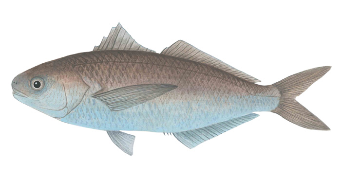 동강연치(Shadow driftfish). Cubiceps whiteleggii(Waite, 1894)