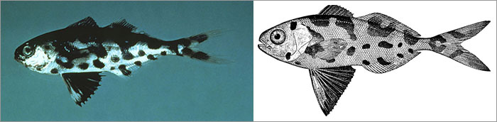 맨오브워피시(Man-of-war fish). Nomeus gronovii(Gmelin, 1789)