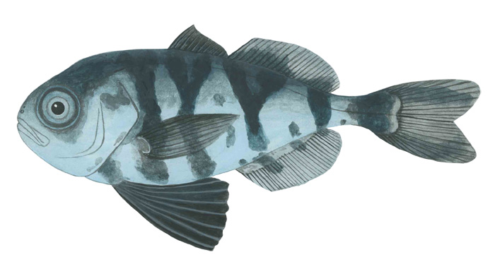 맨오브워피시(Man-of-war fish). Nomeus gronovii(Gmelin, 1789)