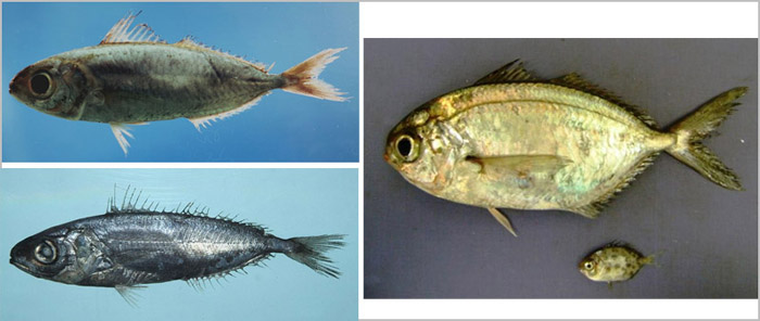 농어목 보라기름눈돔과(Family Ariommatidae; Ariommatids)