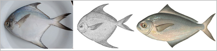 농어목 병어과(Family Stromateidae; Butterfishes/버터피시)