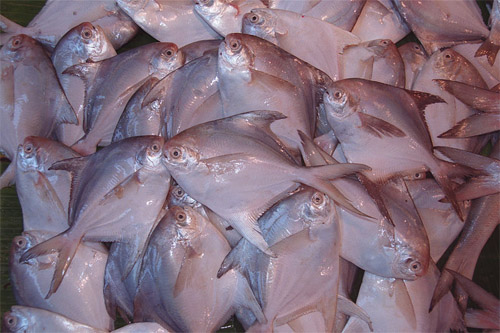 농어목 병어과(Family Stromateidae; Butterfishes/버터피시)