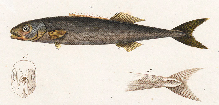 농어목 스퀘어테일과(Family Tetragonuridae; Squaretails)