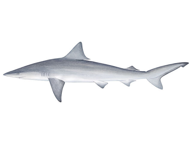 스몰테일 샤크(Smalltail shark)