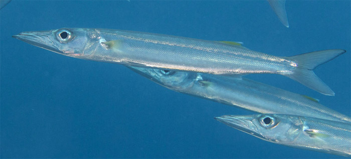 빅아이 바라쿠다(Bigeye barracuda). Sphyraena forsteri(Cuvier, 1829).