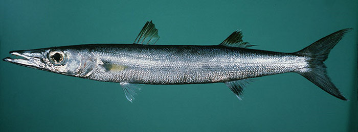 빅아이 바라쿠다(Bigeye barracuda). Sphyraena forsteri(Cuvier, 1829).